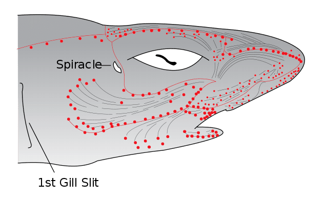 Shark Senses - How Do Sharks Hunt Their Prey? - Epic Diving