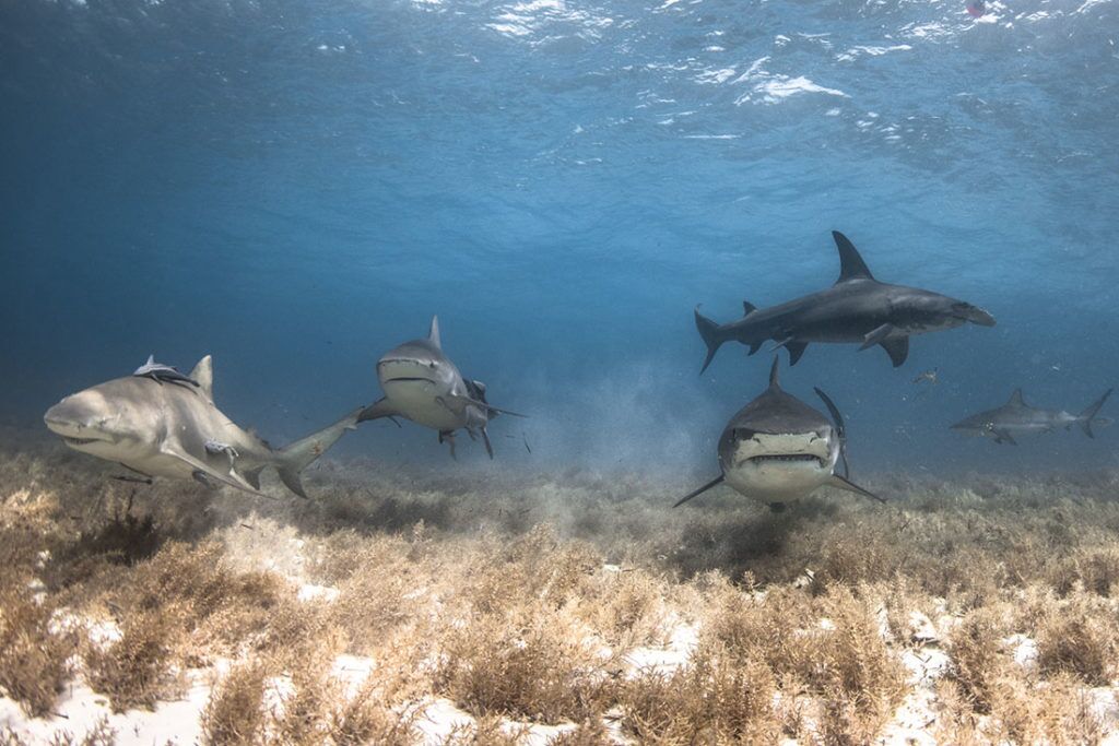 Shark Species Profiles: Behavior, Habitat, and Diver Encounters - Epic ...