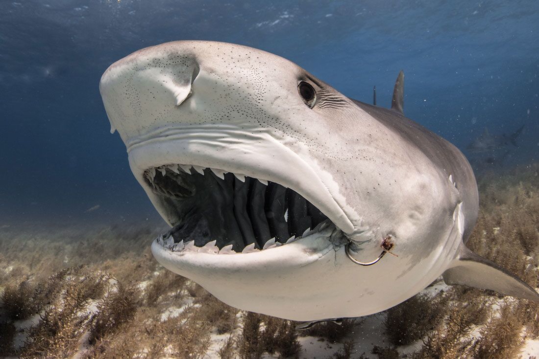 Tiger Shark Teeth - Unique Among Sharks - Epic Diving
