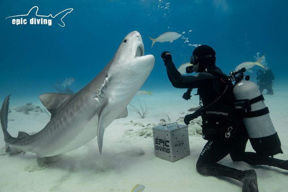 Tiger Shark Behavior - Epic Diving