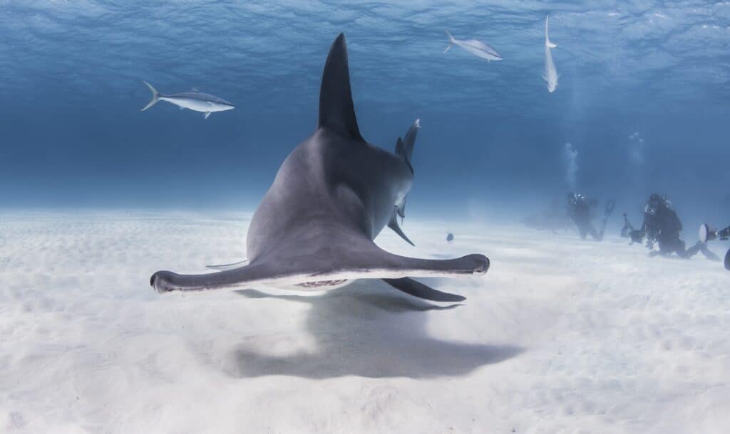 Shark Species Profiles: Behavior, Habitat, and Diver Encounters - Epic ...