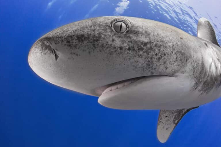 The Sixth Sense: How Sharks Detect Electric Fields - Epic Diving