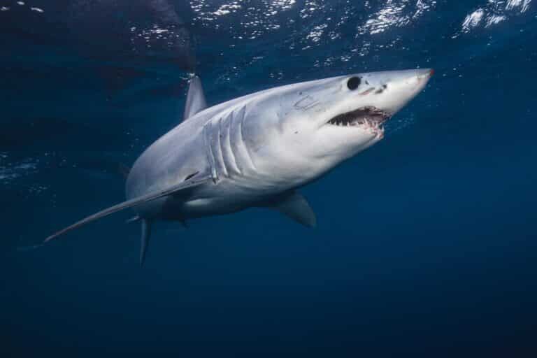 How Fast Can Sharks Really Swim? Myths vs. Facts - Epic Diving